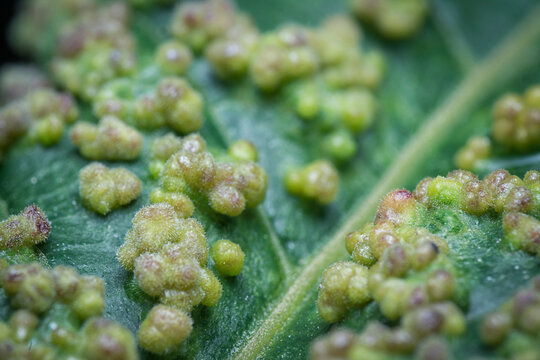 รูปภาพMicrococcus – เลือกดูภาพถ่ายสต็อก เวกเตอร์ และวิดีโอ833 | Adobe Stock