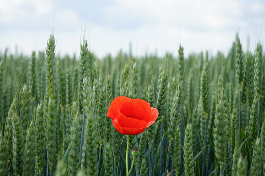 รูปภาพWeichweizen – เลือกดูภาพถ่ายสต็อก เวกเตอร์ และวิดีโอ176 | Adobe Stock