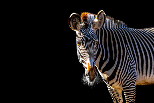 Ralph Lear Fotos, Bilder, Stockmedien | Adobe Stock