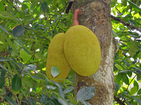 Jacquier Images – Browse 137 Stock Photos, Vectors, and Video | Adobe Stock