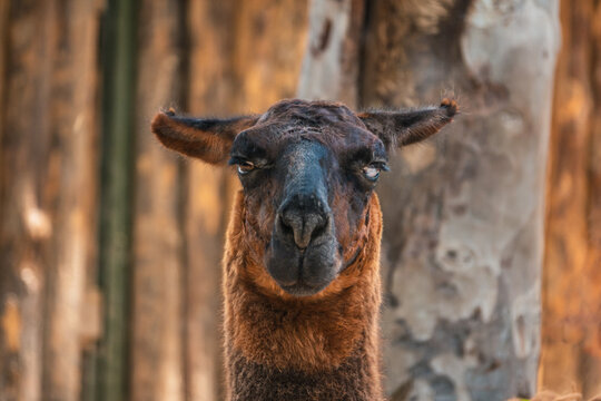 Camelids bilder – Bläddra bland 13,917 stockfoton, vektorer och videor ...