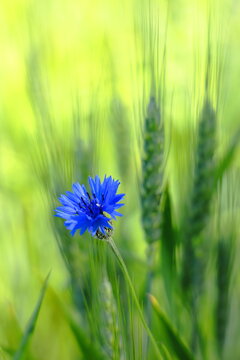รูปภาพChabry – เลือกดูภาพถ่ายสต็อก เวกเตอร์ และวิดีโอ782 | Adobe Stock