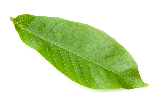 Almond Leaf Vector