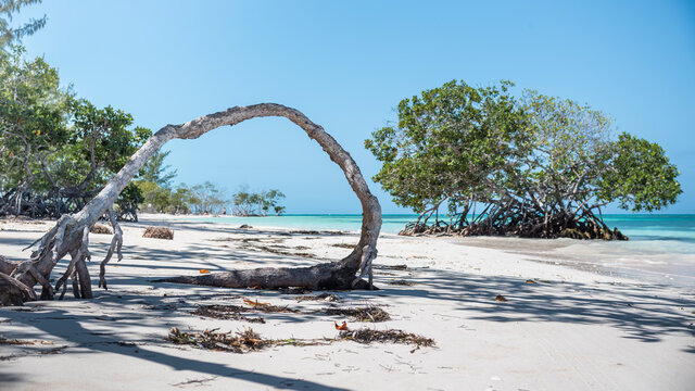 Jutía Bilder – Durchsuchen 200 Archivfotos, Vektorgrafiken und Videos ...