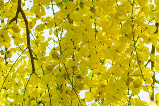 Konnappoo Images – Parcourir 34 le catalogue de photos, vecteurs et ...