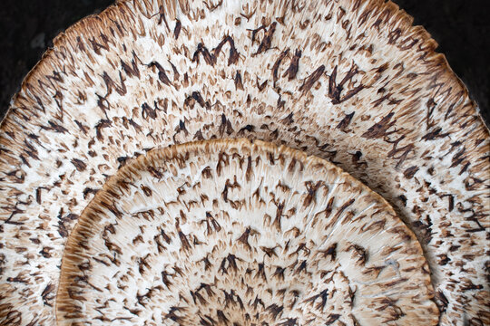 Unedible Images – Browse 482 Stock Photos, Vectors, and Video | Adobe Stock