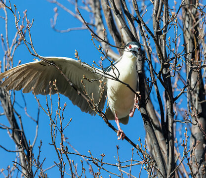 Chomp Imagens – Procure 7,725 fotos, vetores e vídeos | Adobe Stock