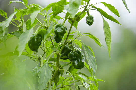 Piman Images – Browse 60 Stock Photos, Vectors, and Video | Adobe Stock