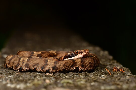 Mamushi 이미지 – 찾아보기 396 스톡 사진, 벡터 및 비디오 | Adobe Stock