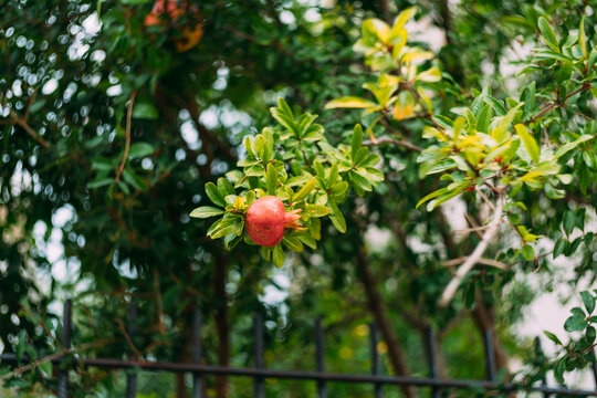 Balausta Images – Browse 46 Stock Photos, Vectors, and Video | Adobe Stock