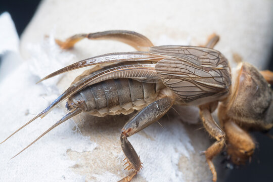 Grylloidea Bilder – Durchsuchen 276 Archivfotos, Vektorgrafiken und ...