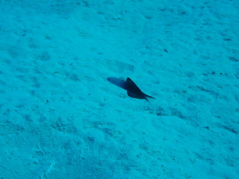 Haifischflosse Bilder – Durchsuchen 4,048 Archivfotos, Vektorgrafiken ...