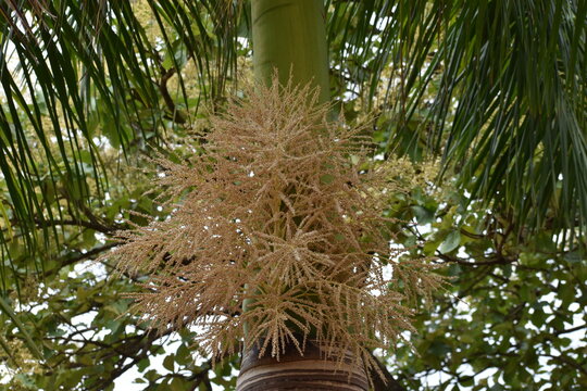 Palmiche 影像 – 瀏覽 1,921 個素材庫相片、向量圖和影片 | Adobe Stock