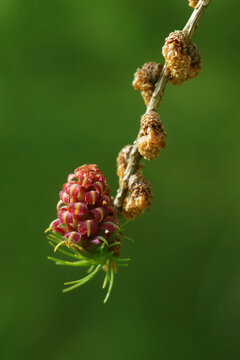 รูปภาพMicrostrobilus – เลือกดูภาพถ่ายสต็อก เวกเตอร์ และวิดีโอ208 ...