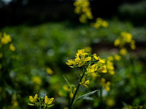 รูปภาพSarso – เลือกดูภาพถ่ายสต็อก เวกเตอร์ และวิดีโอ688 | Adobe Stock