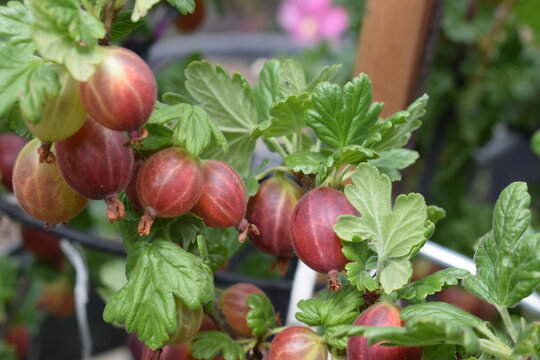 รูปภาพGartenobst – เลือกดูภาพถ่ายสต็อก เวกเตอร์ และวิดีโอ645 | Adobe Stock