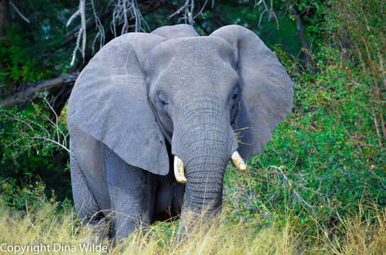 "Grey Elephant" Images – Browse 55 Stock Photos, Vectors, and Video ...