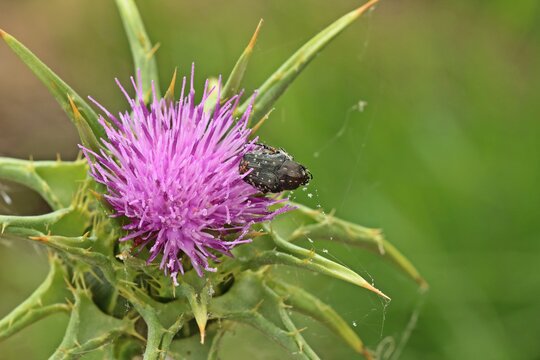 Milbenbefall bilder – Bläddra bland 139 stockfoton, vektorer och videor ...