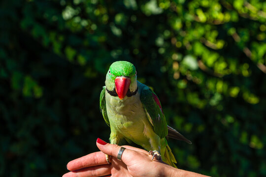 Alexandersittich Bilder – Durchsuchen 1,114 Archivfotos, Vektorgrafiken ...