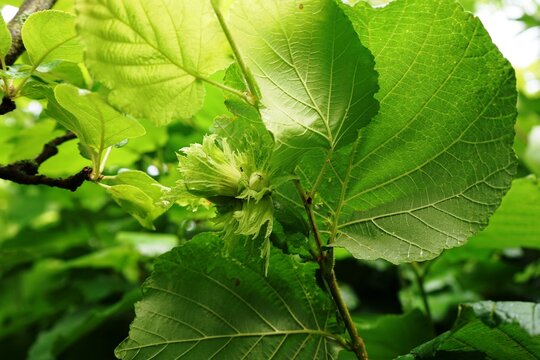 Haselnussblatt Bilder – Durchsuchen 1,291 Archivfotos, Vektorgrafiken ...