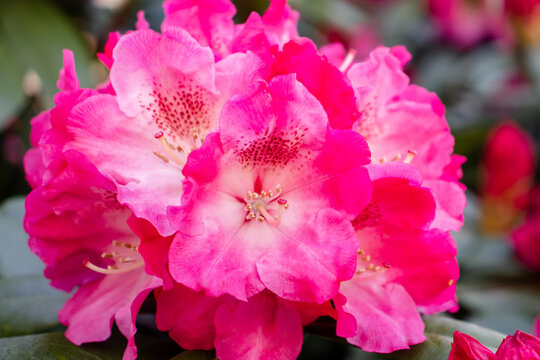 "Pink Azalea" Bilder – Durchsuchen 531 Archivfotos, Vektorgrafiken und ...