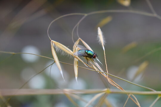 Spiracles Images – Browse 1,101 Stock Photos, Vectors, and Video ...