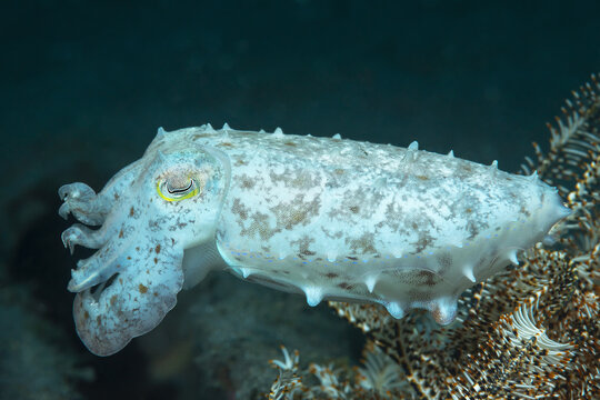 Cefalopode Bilder – Durchsuchen 175 Archivfotos, Vektorgrafiken und ...