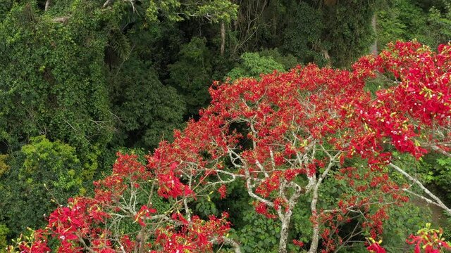 Ceibo Images – Browse 3,914 Stock Photos, Vectors, and Video | Adobe Stock