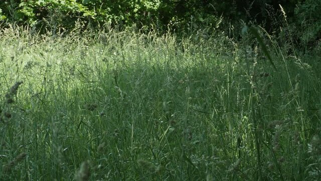 รูปภาพFescue – เลือกดูภาพถ่ายสต็อก เวกเตอร์ และวิดีโอ1,327 | Adobe Stock