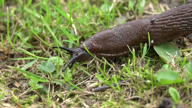 "Large Black Slug" Images – Browse 508 Stock Photos, Vectors, and Video ...