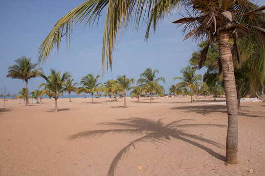 Palmera Bilder – Durchsuchen 15,751 Archivfotos, Vektorgrafiken und ...