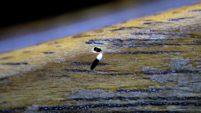 "Termite Damage" Imagens – Procure 112 fotos, vetores e vídeos | Adobe ...