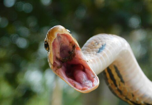 Angry Snake Images – Browse 5,650 Stock Photos, Vectors, and Video ...