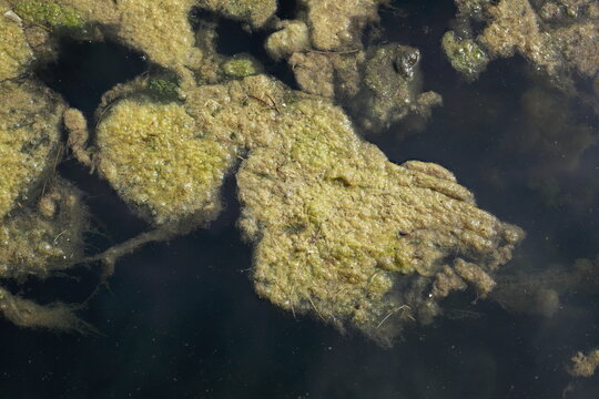 Algenteppich Bilder – Durchsuchen 542 Archivfotos, Vektorgrafiken und ...