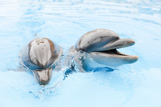 "Smiling Dolphin" Images – Browse 148 Stock Photos, Vectors, and Video ...