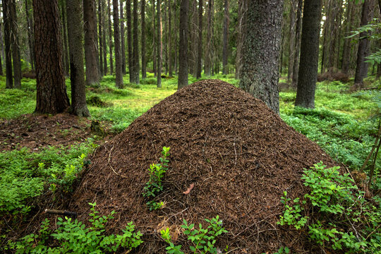 "Ant Hill" Images – Browse 4,092 Stock Photos, Vectors, and Video ...