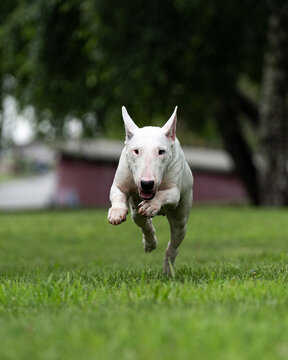 Bull-Terrier Bilder – Durchsuchen 797 Archivfotos, Vektorgrafiken und ...