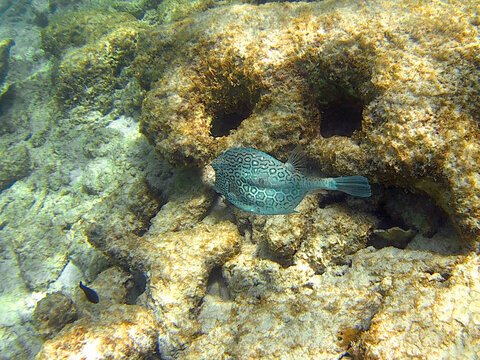 รูปภาพCowfish – เลือกดูภาพถ่ายสต็อก เวกเตอร์ และวิดีโอ2,002 | Adobe Stock