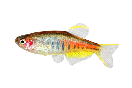 Zebrafish Images – Browse 49 Stock Photos, Vectors, and Video | Adobe Stock