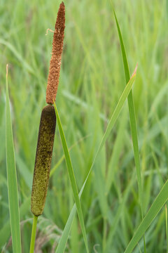 "Common Bulrush"-Bilder: Stock-Fotos & -Videos. | Adobe Stock