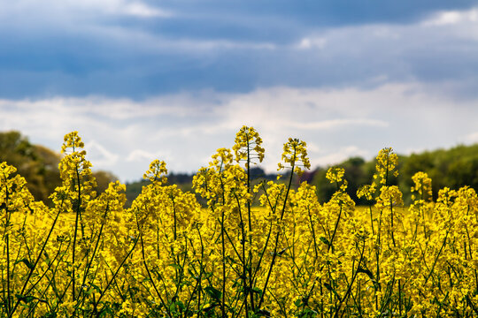 「Genmanipuliert」の画像 - 636 件の Stock 写真、ベクターおよびビデオ | Adobe Stock