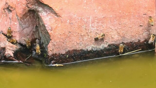 Ligustica Images – Browse 51 Stock Photos, Vectors, and Video | Adobe Stock