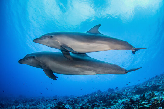 Haifischflosse Bilder – Durchsuchen 40,188 Archivfotos, Vektorgrafiken ...