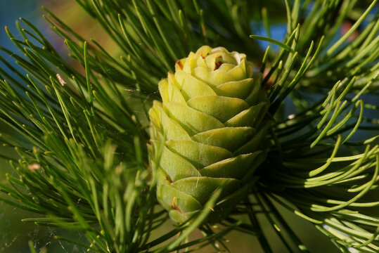 รูปภาพMicrostrobilus – เลือกดูภาพถ่ายสต็อก เวกเตอร์ และวิดีโอ208 ...