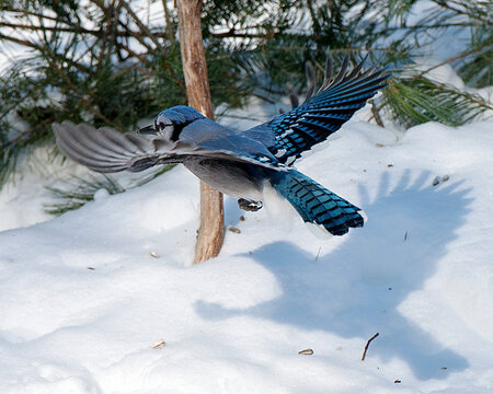 Blue Jay Flying Images – Browse 13,529 Stock Photos, Vectors, and Video ...