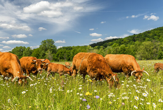 Rinderherde Images – Browse 35 Stock Photos, Vectors, and Video | Adobe ...