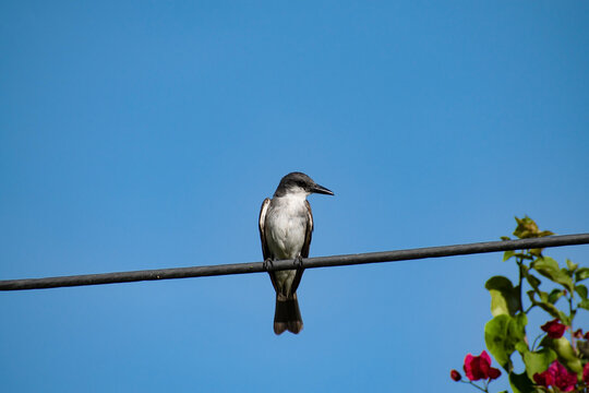 Imágenes de Pitirre: descubre bancos de fotos, ilustraciones, vectores ...
