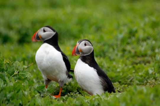 รูปภาพFarnes – เลือกดูภาพถ่ายสต็อก เวกเตอร์ และวิดีโอ224 | Adobe Stock