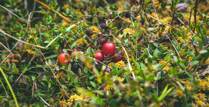 รูปภาพMooseberry – เลือกดูภาพถ่ายสต็อก เวกเตอร์ และวิดีโอ3,109 | Adobe ...