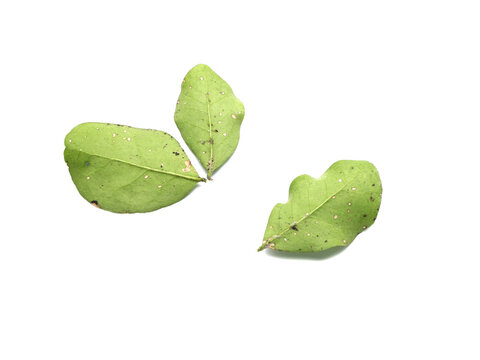 Tetraden Bilder – Durchsuchen 30,161 Archivfotos, Vektorgrafiken und ...